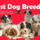 Top 15 Best Dog Breeds In Kenya 2025 - Kenyan Magazine