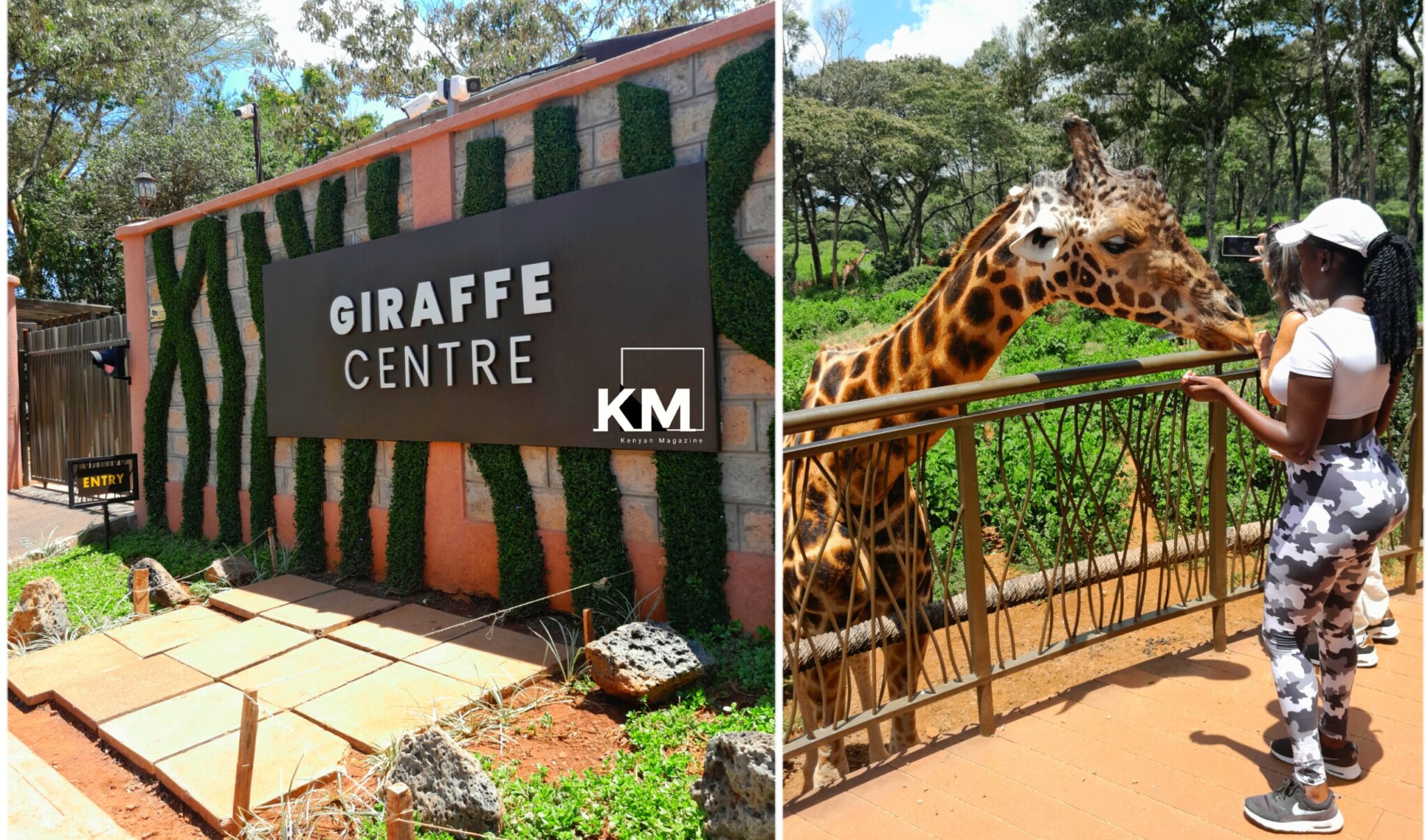 Giraffe Centre Entry Fees, Location and Contacts - Kenyan Magazine