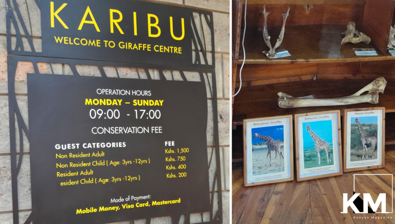 Giraffe Centre Entry Fees, Location and Contacts - Kenyan Magazine