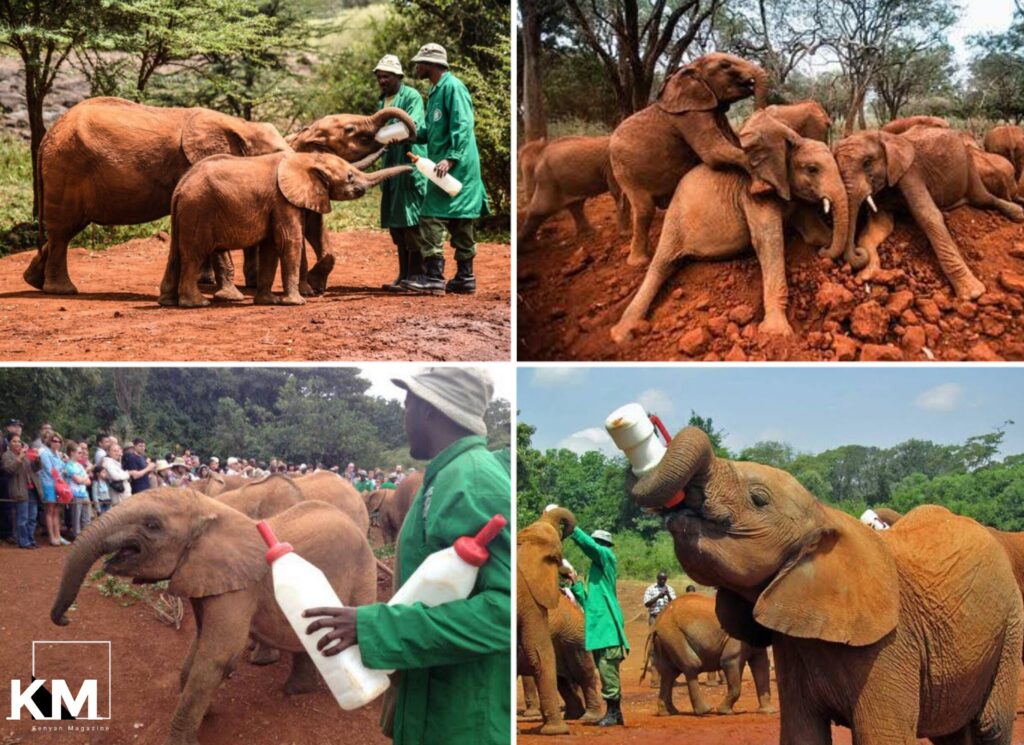 Sheldrick Wildlife Trust Entry Fees, Location and Contacts In Kenya ...
