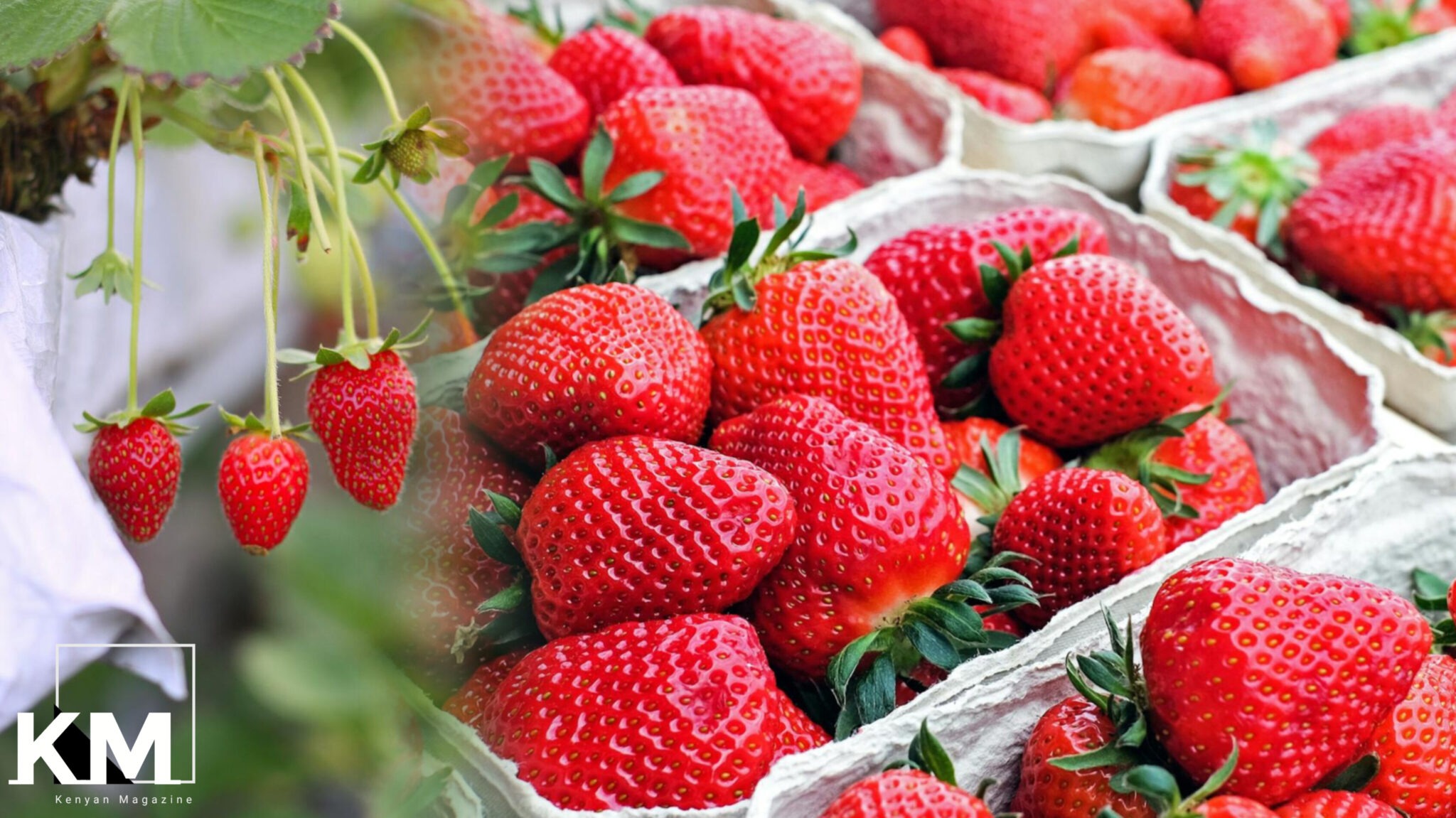 Strawberry Farming in Kenya: A Detailed Guide for Kenyan Farmers ...