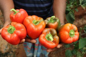 Capsicum Farming in Kenya: A Step-by-step Guide - Kenyan Magazine